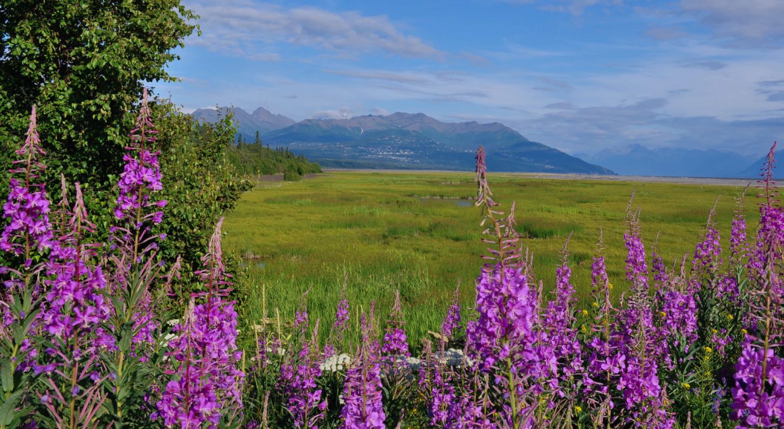 Fireweed Colors | Anchorage Park Foundation