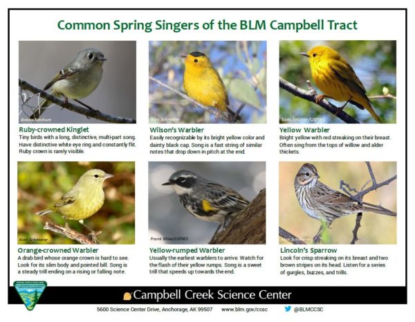 Birding in Our Parks | Anchorage Park Foundation