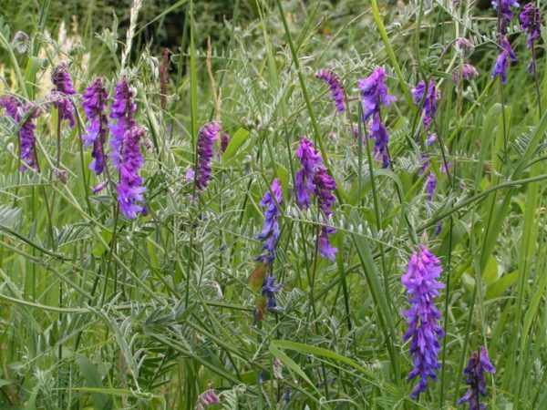 Community Tree Planting | Anchorage Park FoundationAnchorage Park ...