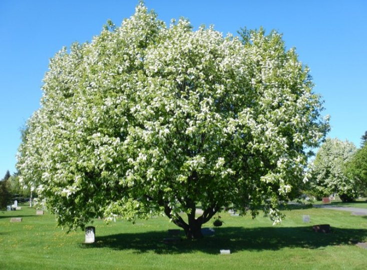 Thank You, USDA Forest Service! | Anchorage Park FoundationAnchorage ...